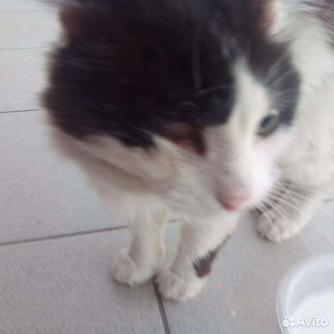 Одноглазый кот