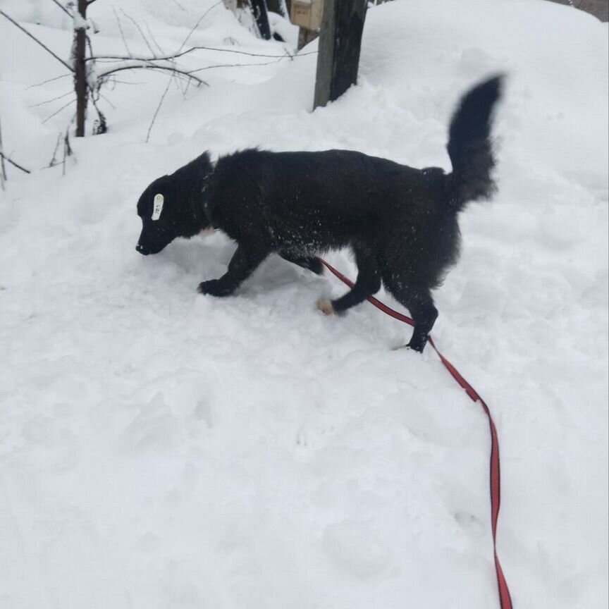 Отдам собочку