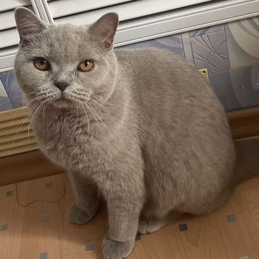 Британский короткошёрстный, взрослый кот