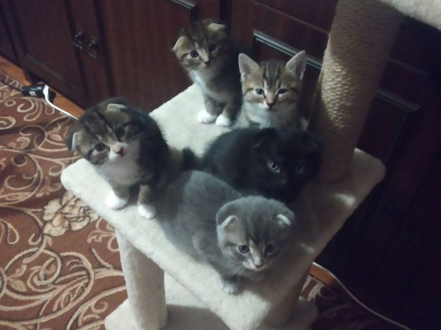 Котята мэйнкун-британка