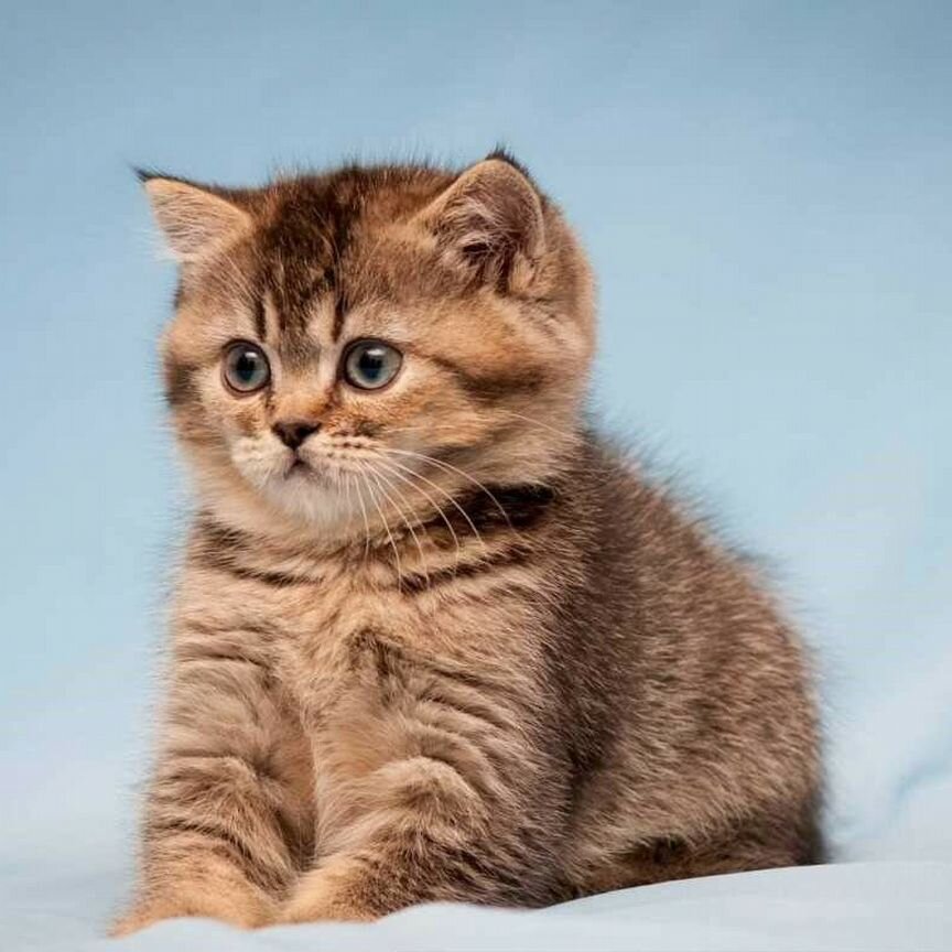 Британские котята черное золото