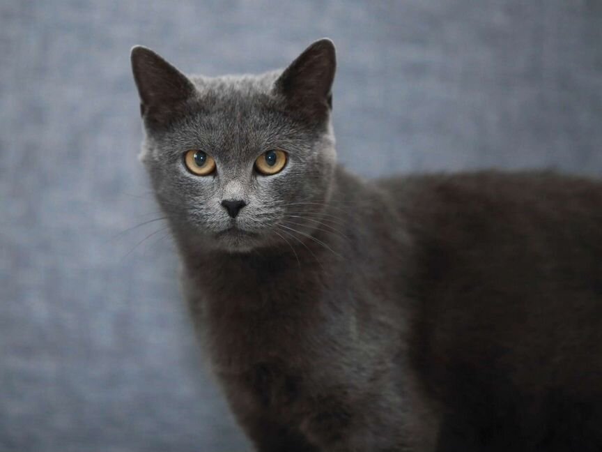 Русская голубая