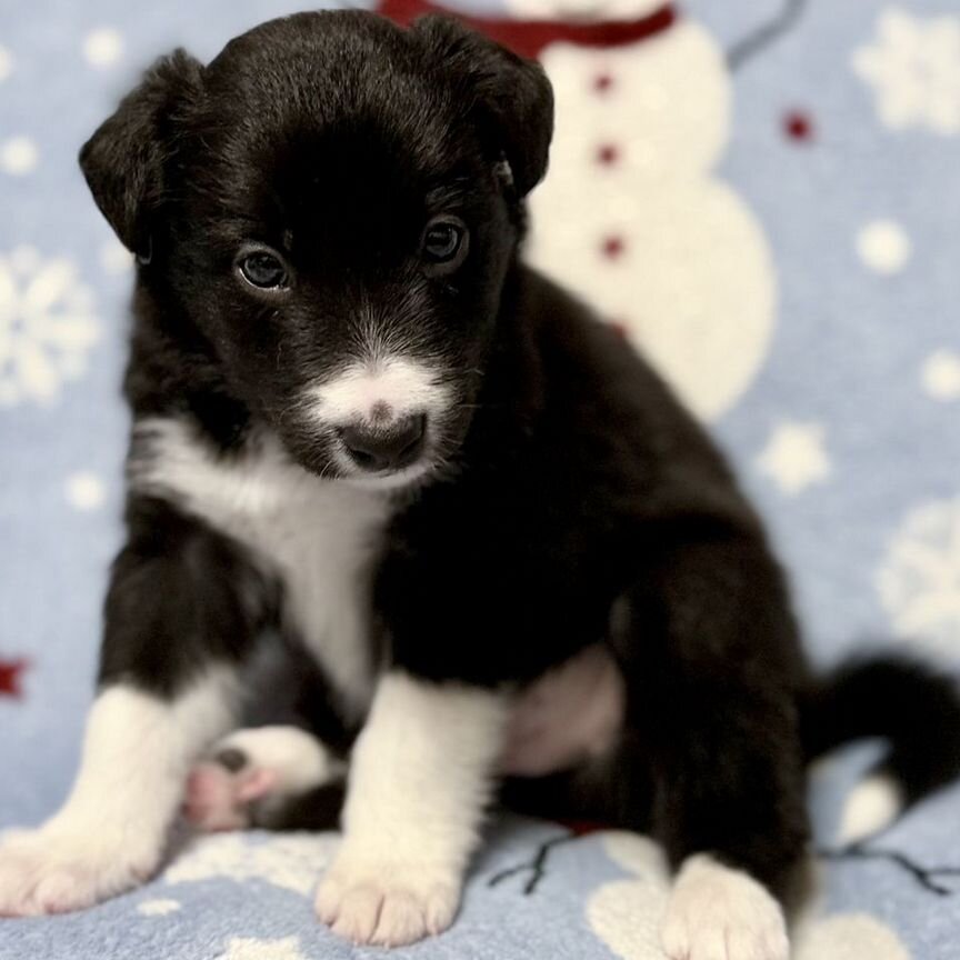 Бордер-колли, щенок