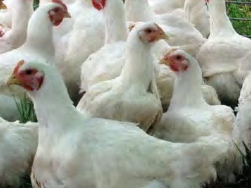 Продаются цыплята бройлеров и подрощанные