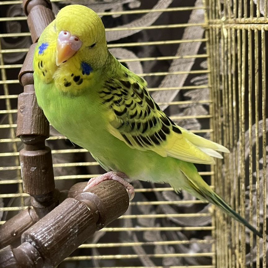 Выставочный волнистый попугай ввп Чех