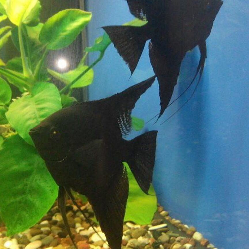 Скалярия черный бархат