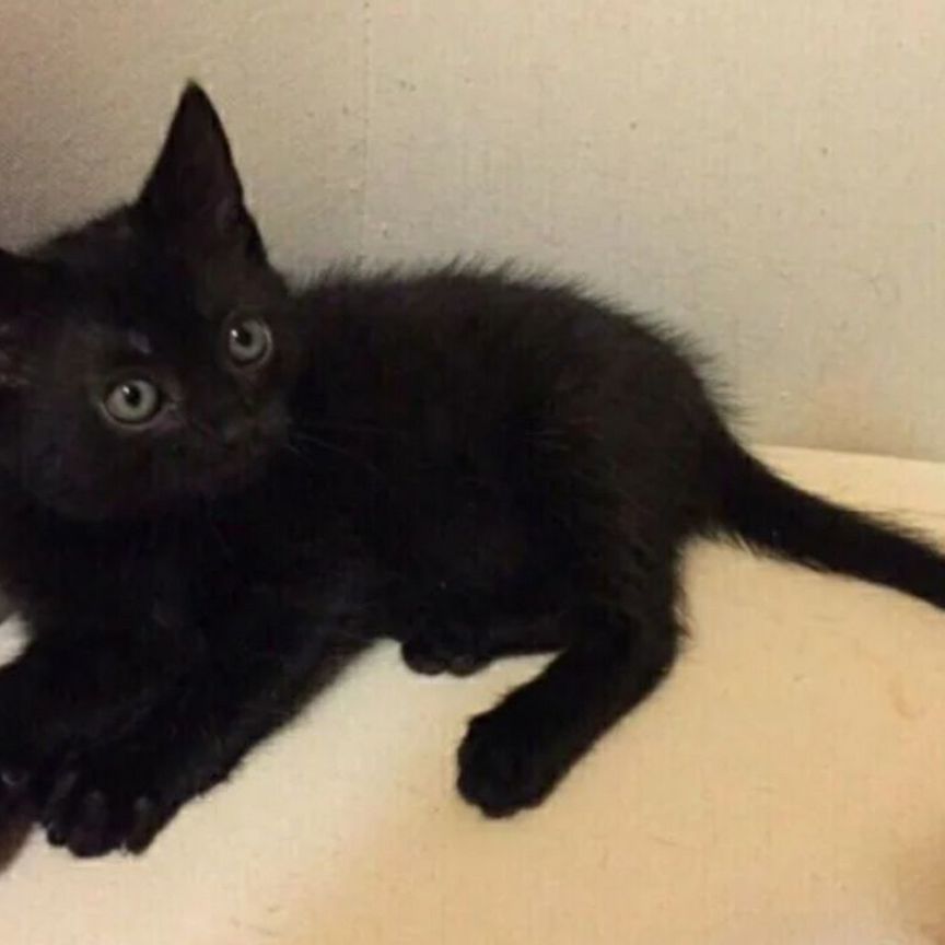 Котенок черный красавчик