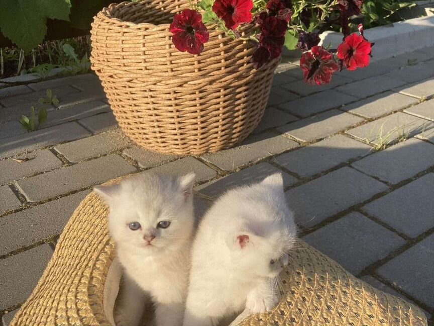 Британская шиншилла