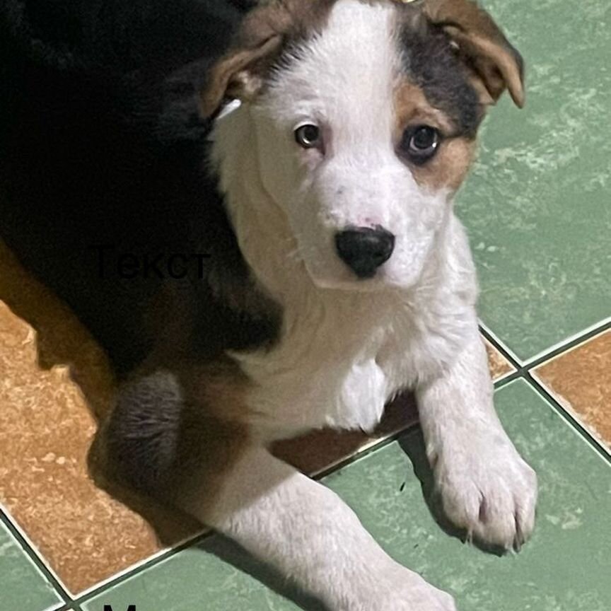 Каждому щеночку рядом нужен человек