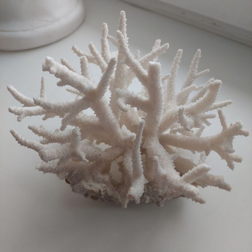 Коралл морской