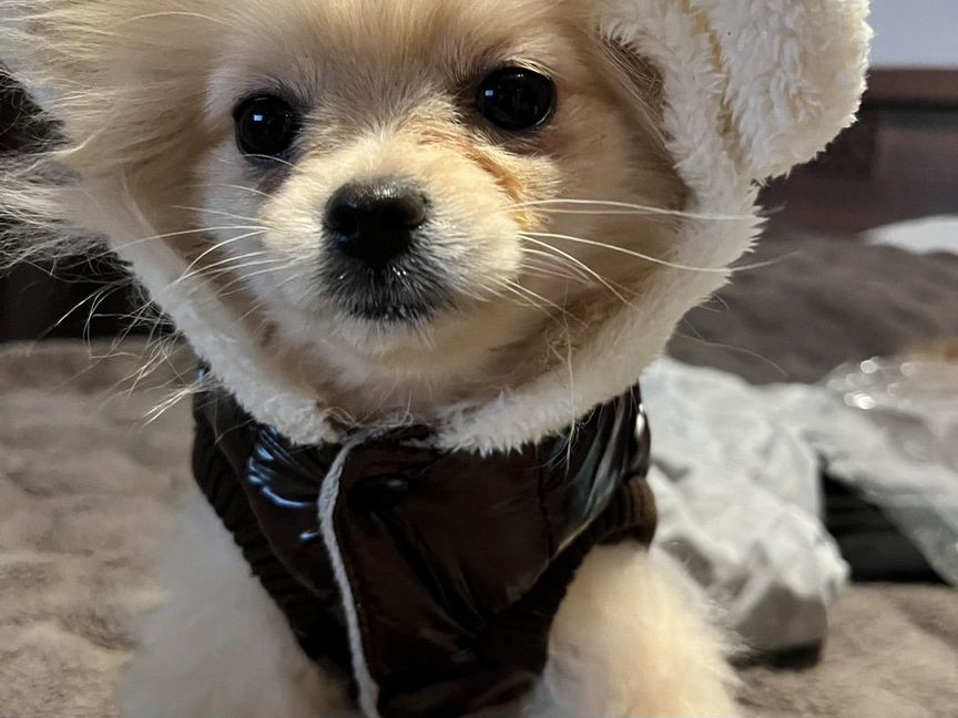 Пакет отличных вещей для маленькой собачки