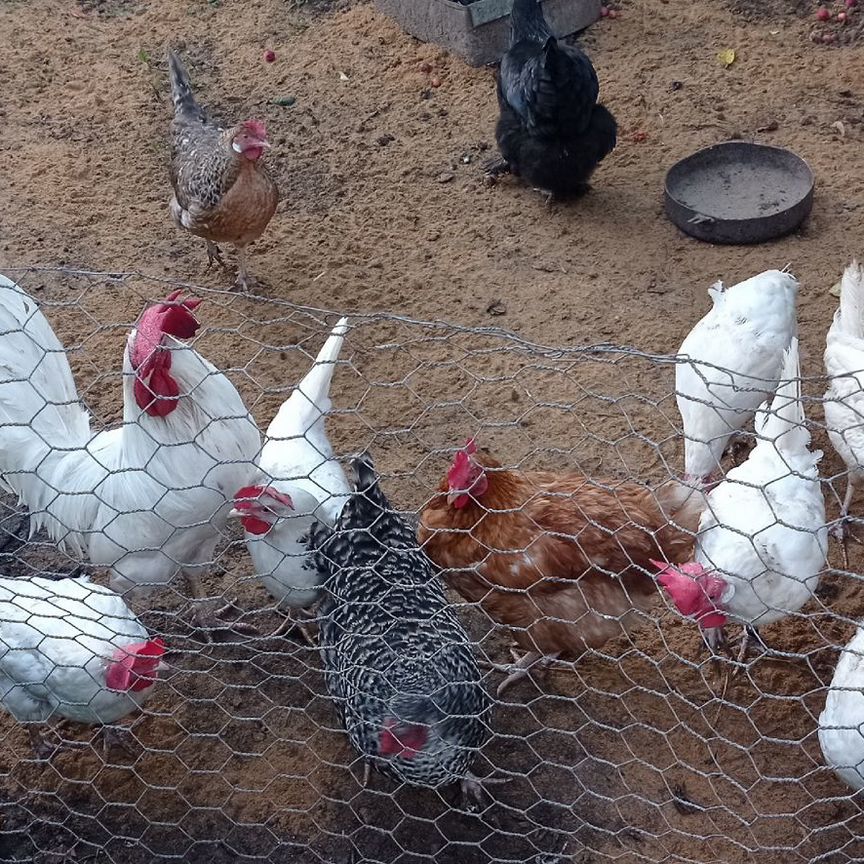 Куры несушки