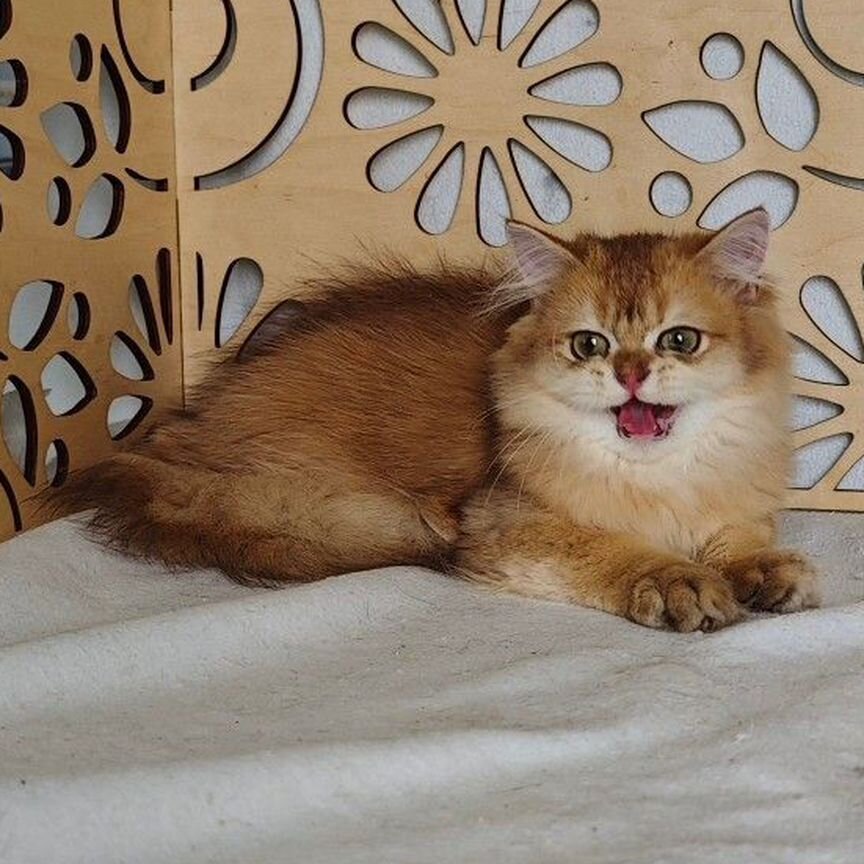 Британский длинношёрстный котенок