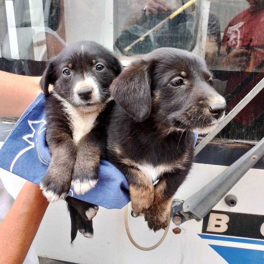 Щеночки в добрые руки