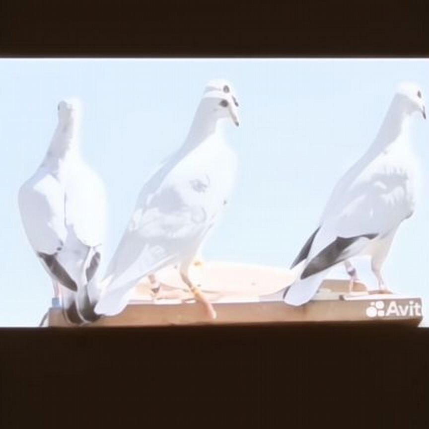 Продажа голубей