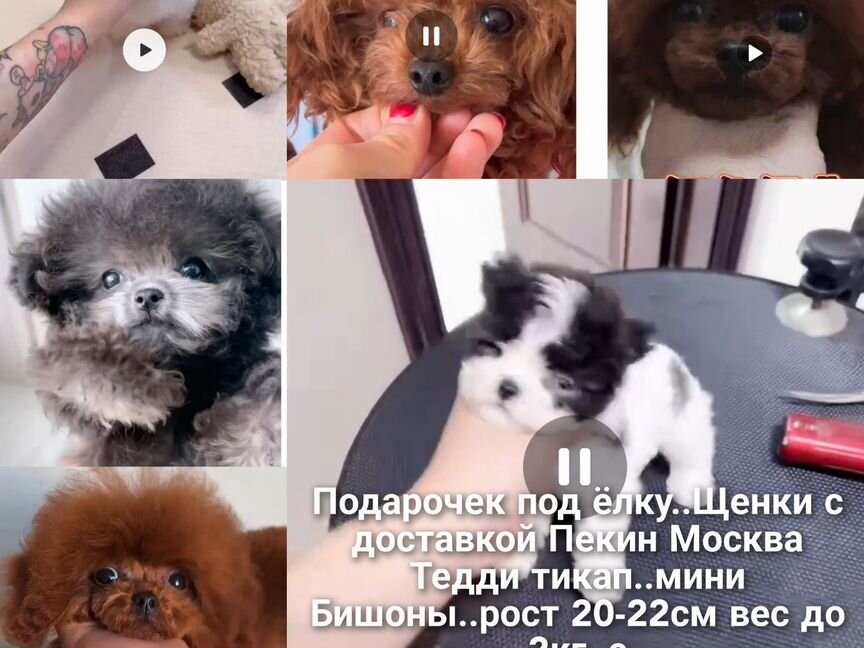 Щенки