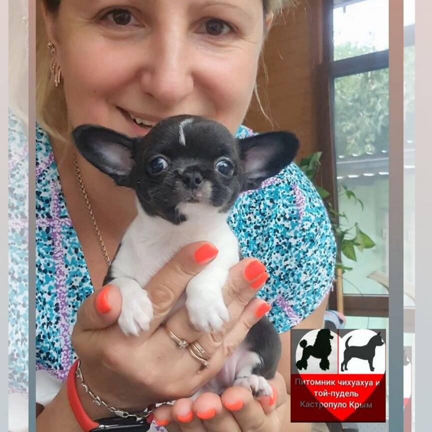 Чихуахуа Лаура мини чихуахуа РКФ