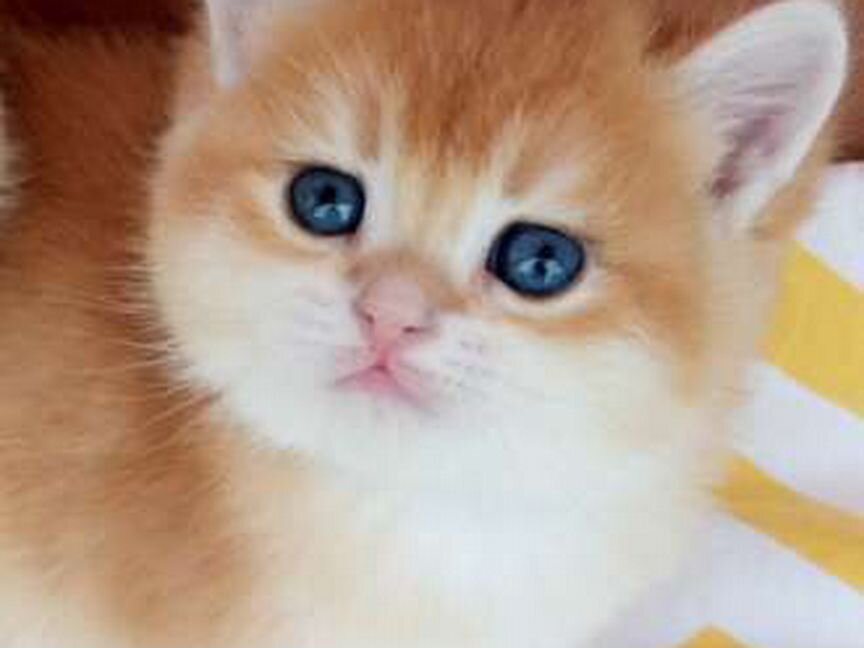 Брит. Золотой котенок Bri ny12 шиншилла