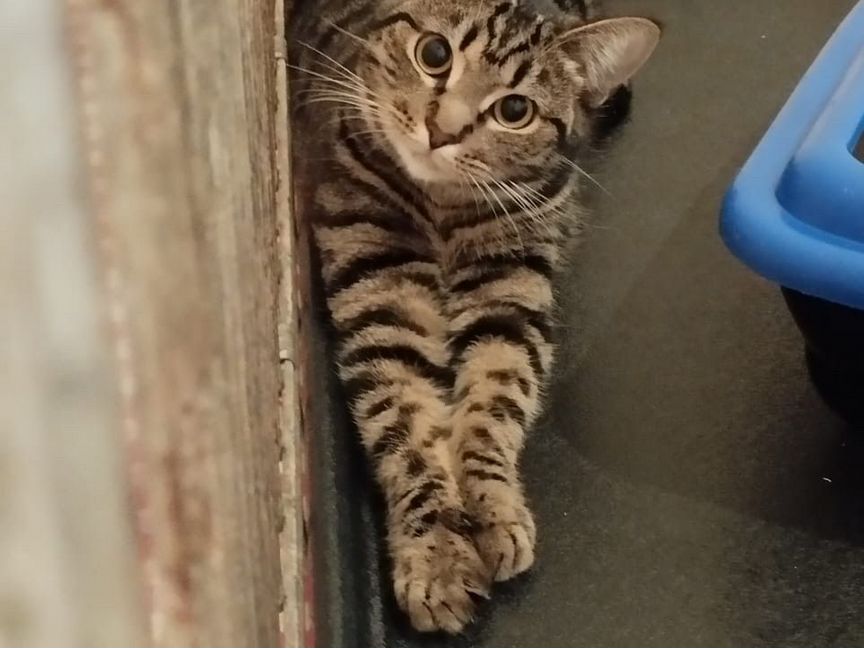Хулиганка Бася (котёнок, кошка, 9-10 месяцев)