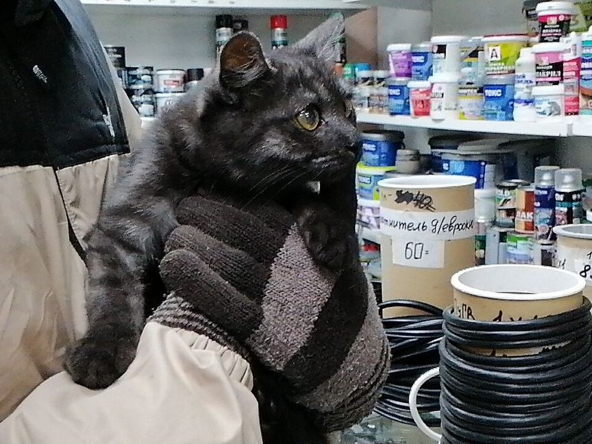 Ищет мам и пап