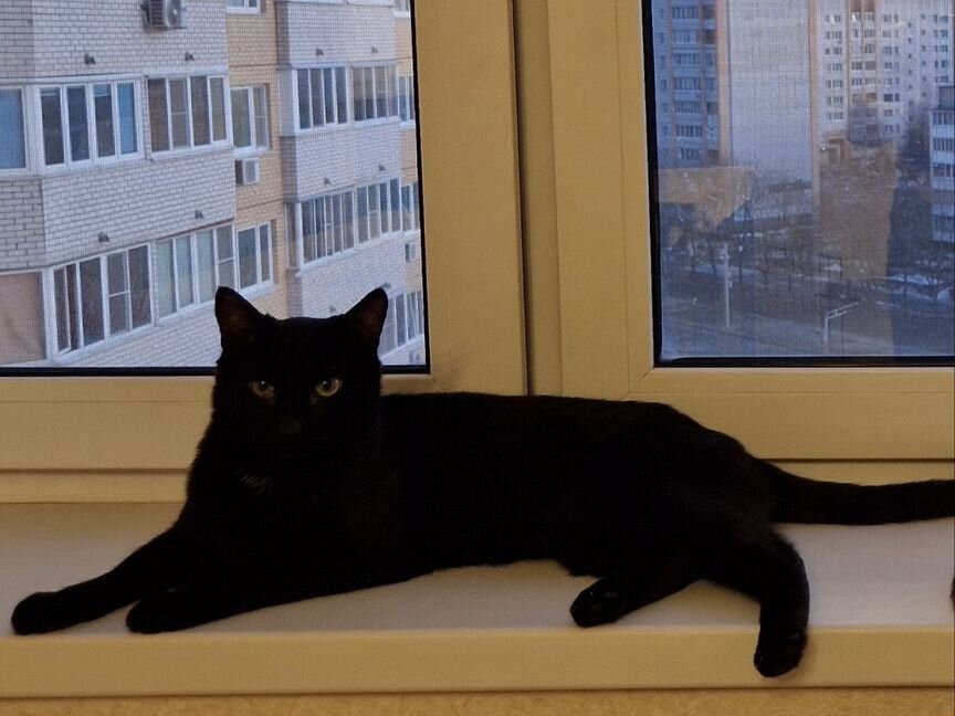 Кошки