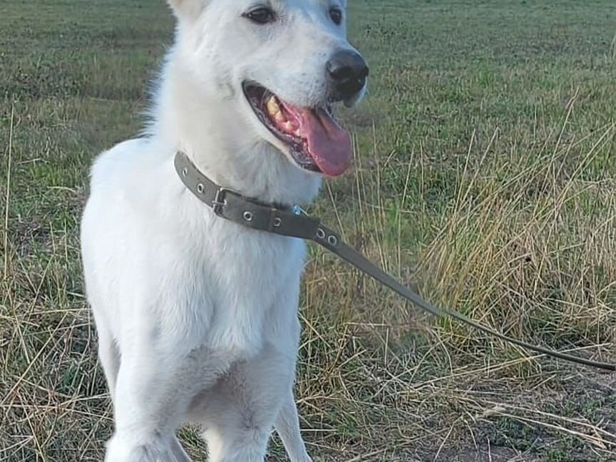 Швейцарская овчарка