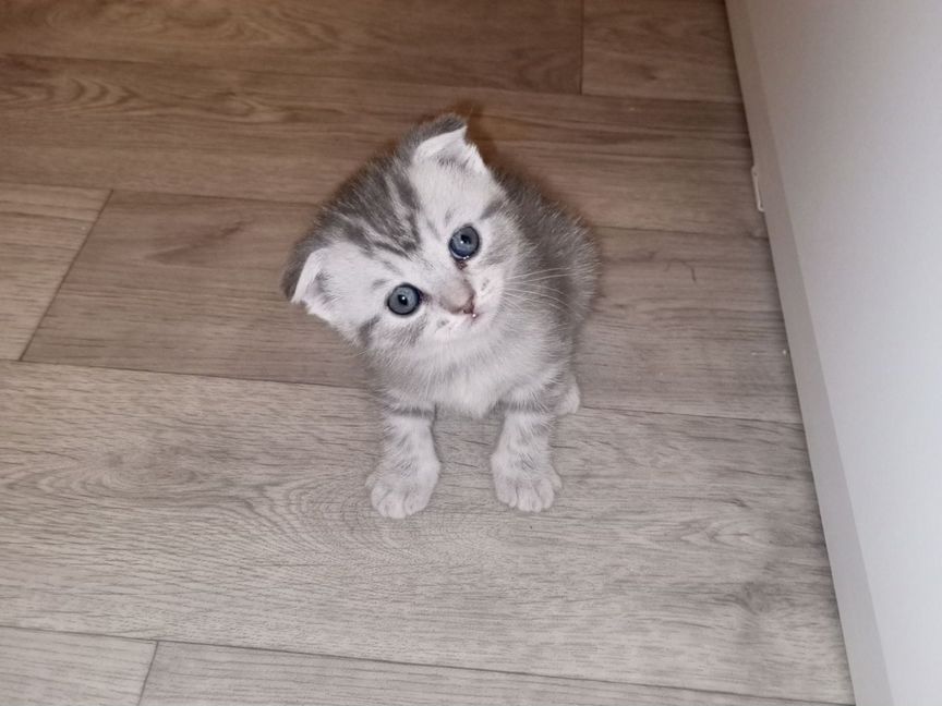 Шотландская вислоухая кошка