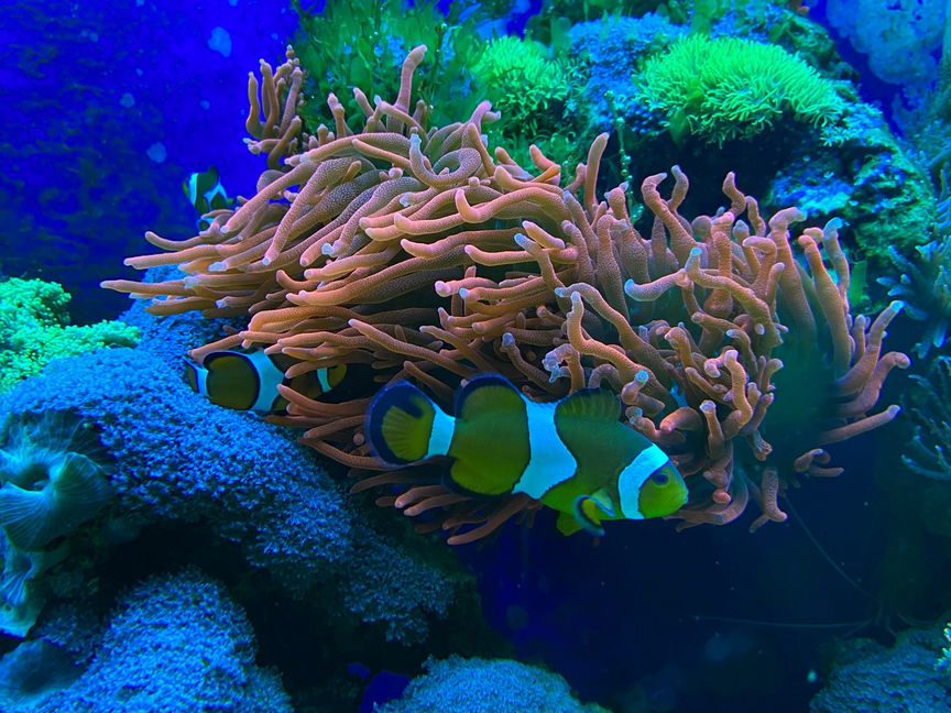Актинии для морского аквариума