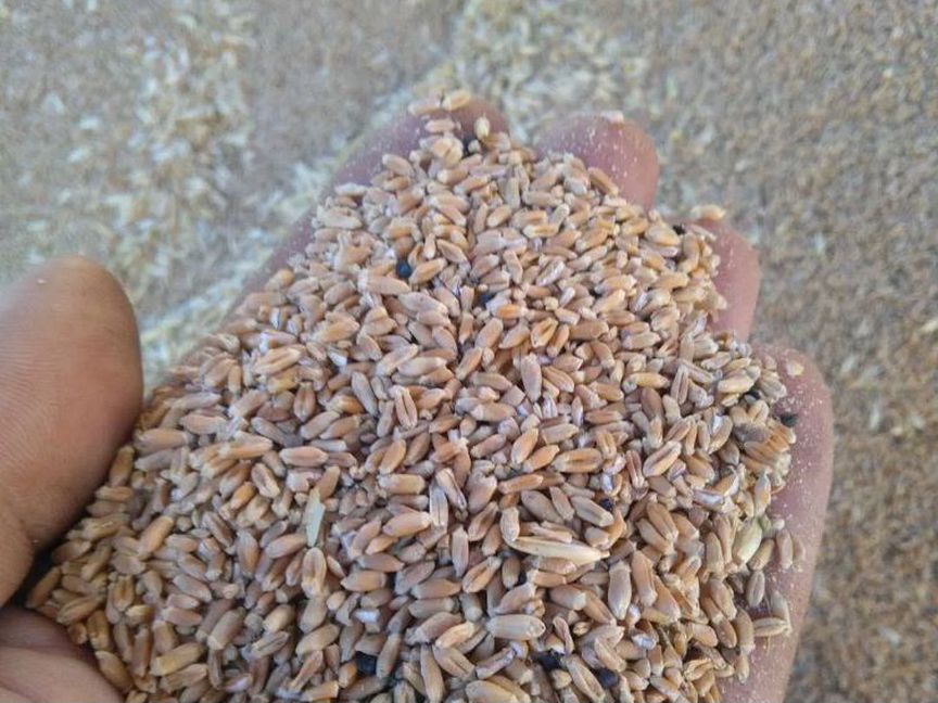 Горох, Фуражный горох на корм