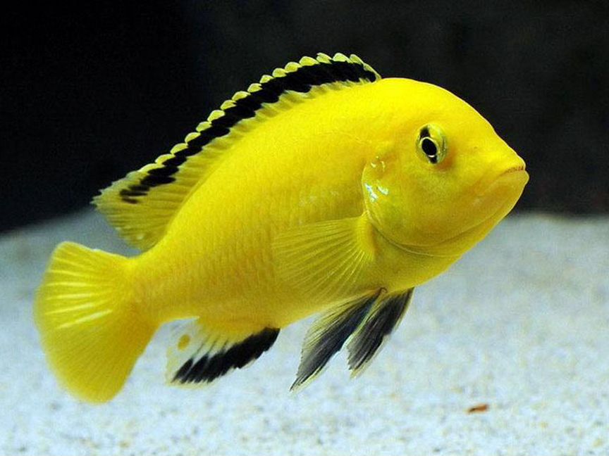 Елоу цихлида