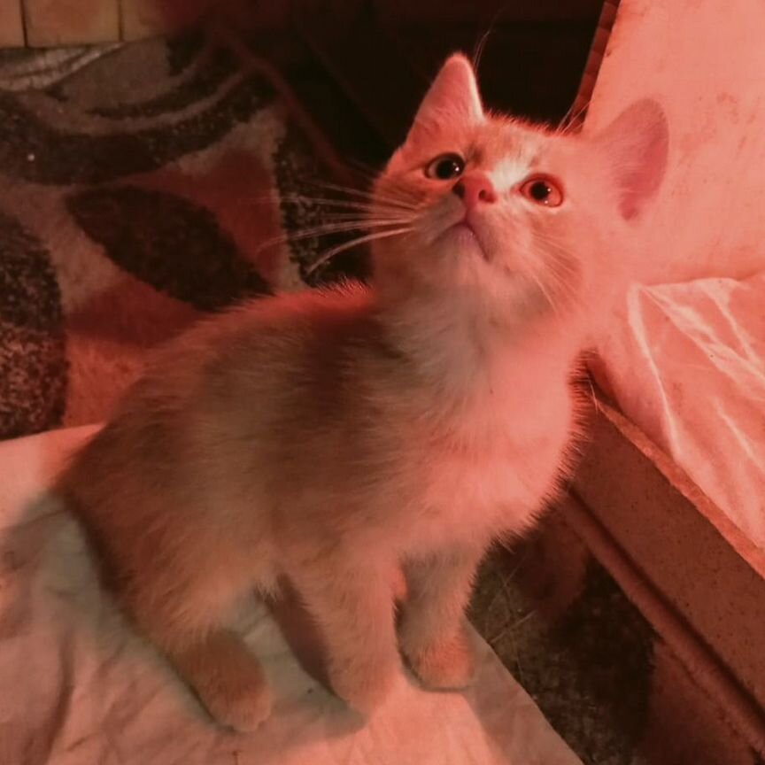 Котята