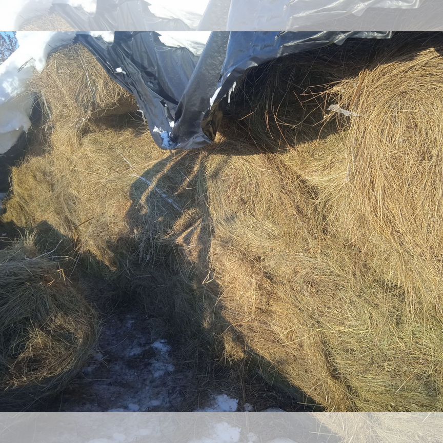 Продам сено в тюках