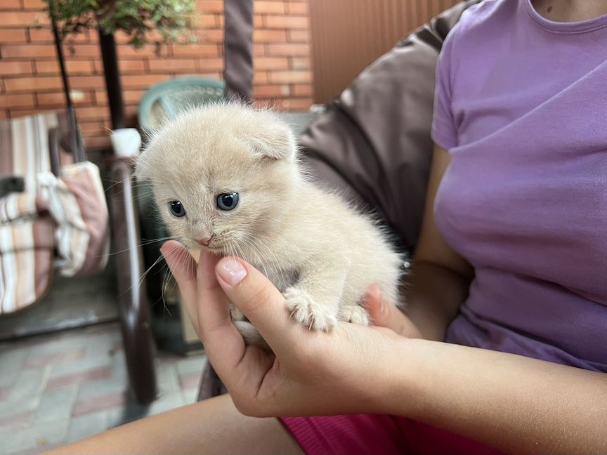 Шотландские вислоухие котята