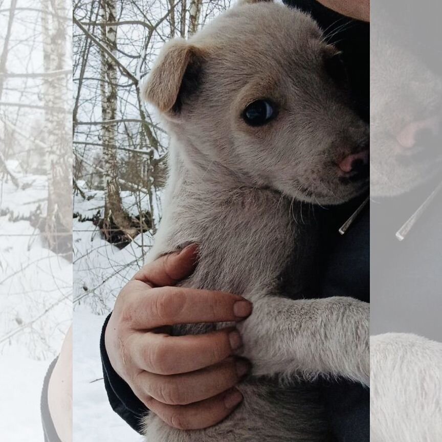 Щенки замерзают на улице, ищем дом