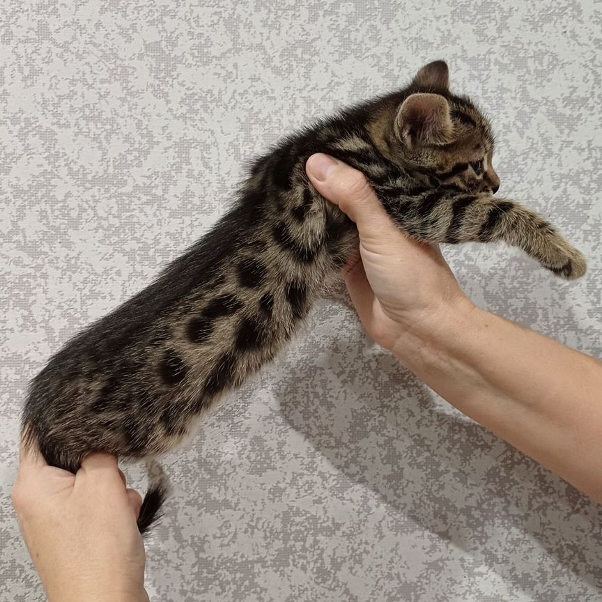 Бенгальская