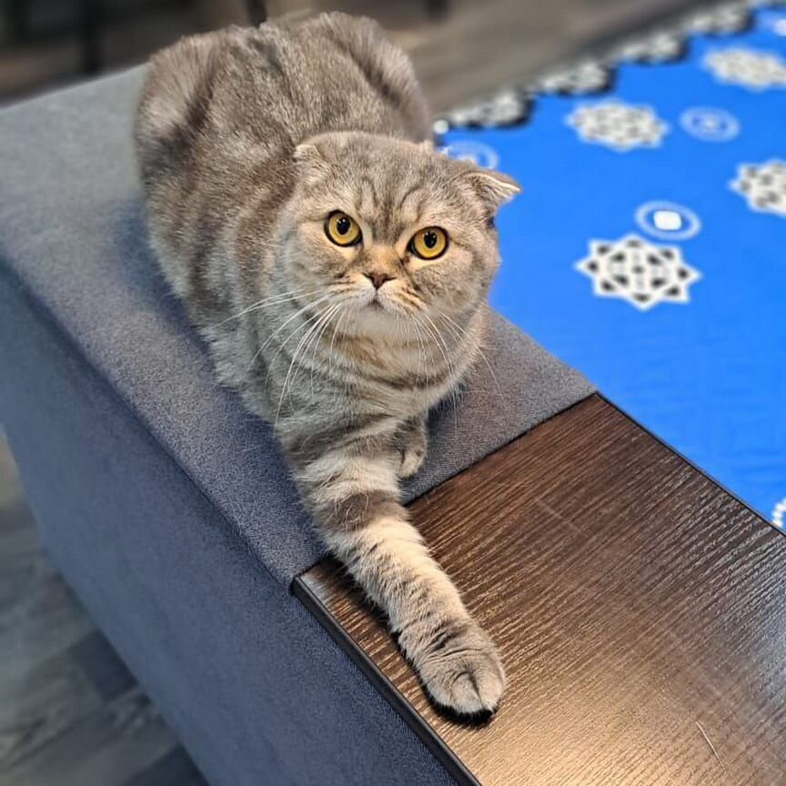 Персидская кошка