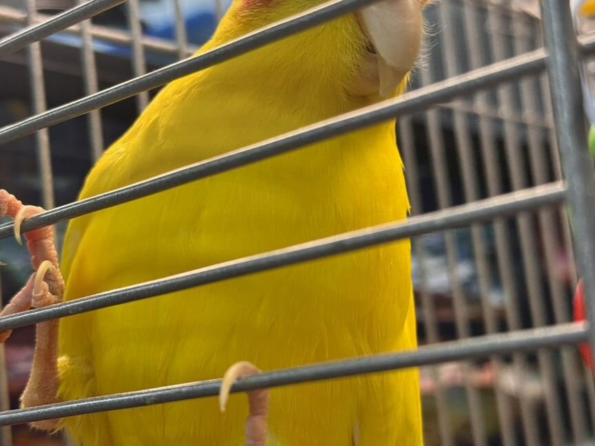 Попугай какарик