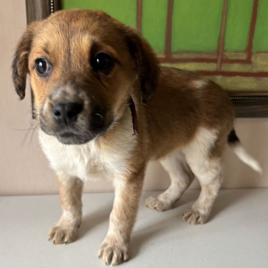 Щенок в добрые руки