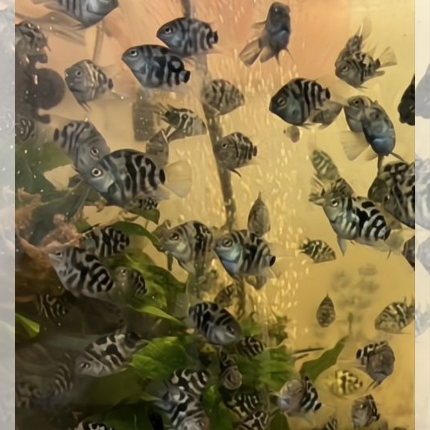 Сапфировый попугай панда