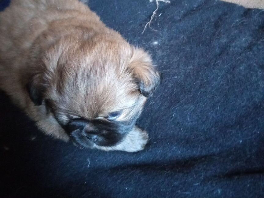 Щенки пекинеса