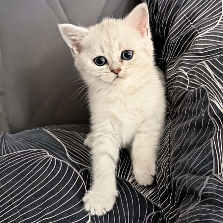 Британский короткошёрстный котёнок