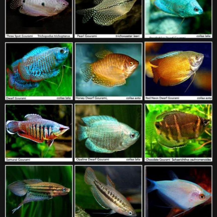 Мальки гибридов гурами