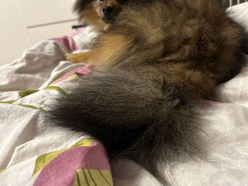 Померанский шпиц