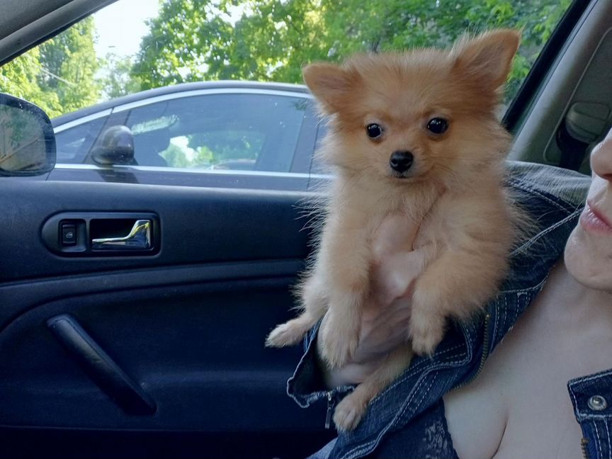 Девочка померанского шпица