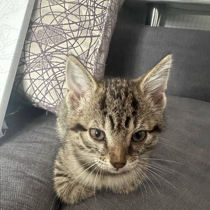 Сибирский котёнок