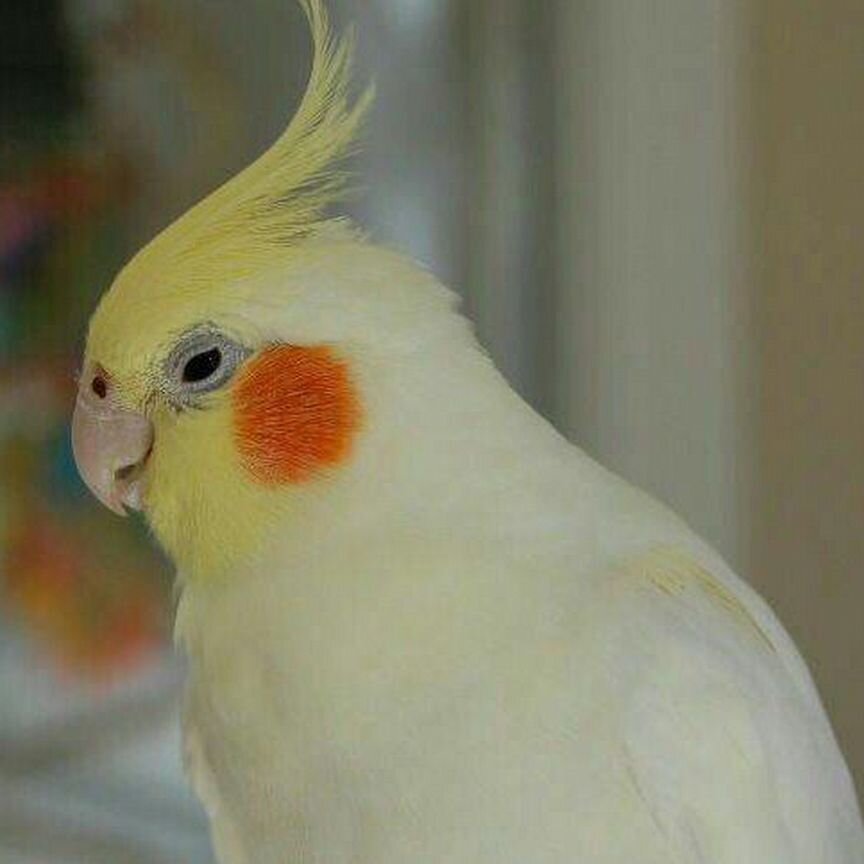 Попугай корелла бесплатно