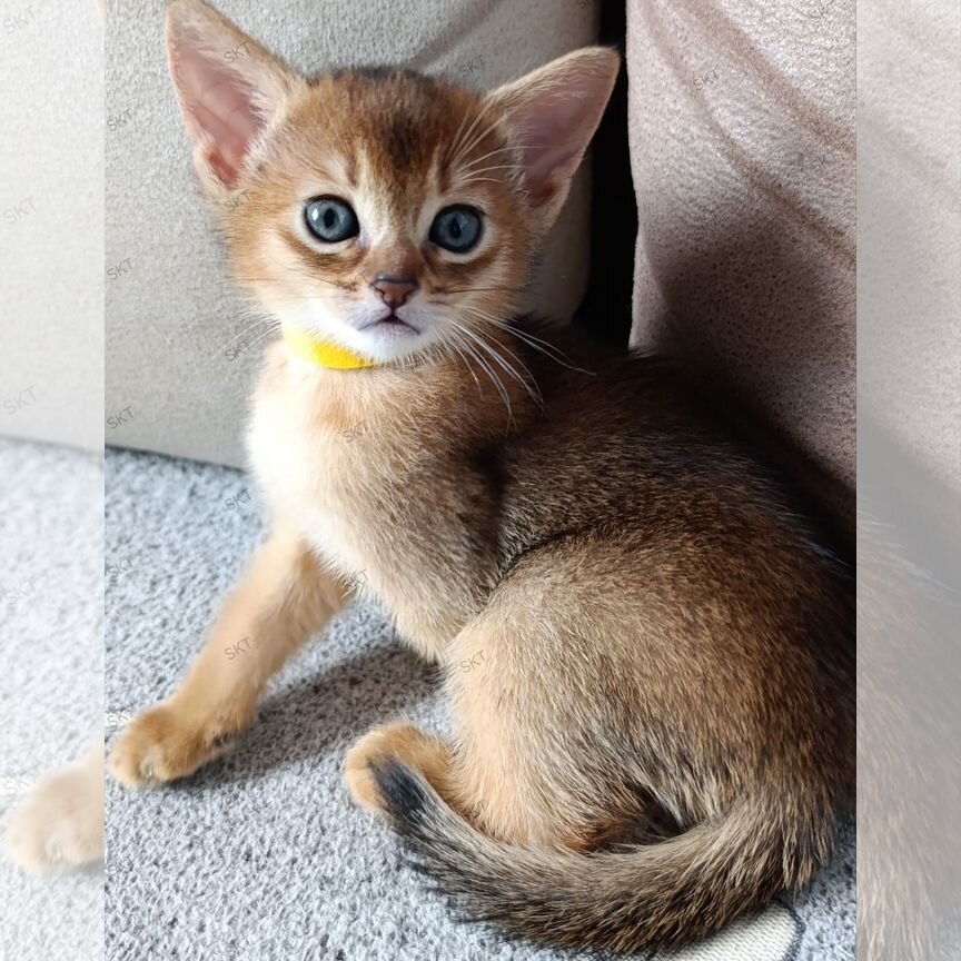 Абиссинский котёнок