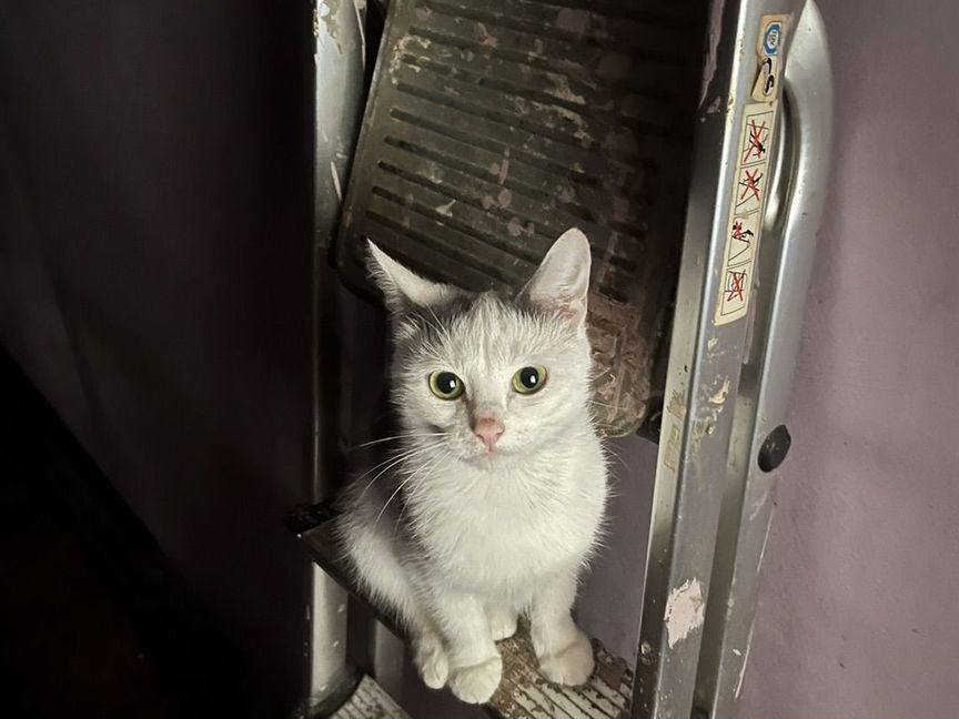 Отдам кошку в добрые руки