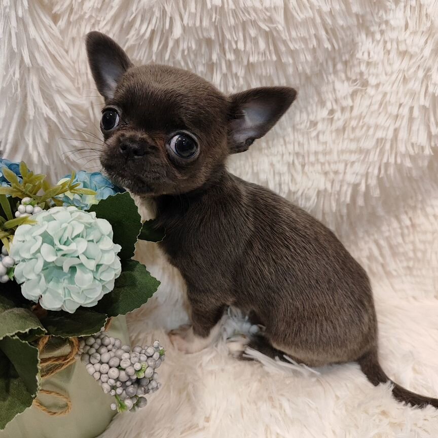 Мальчик чихуахуа голубого окраса