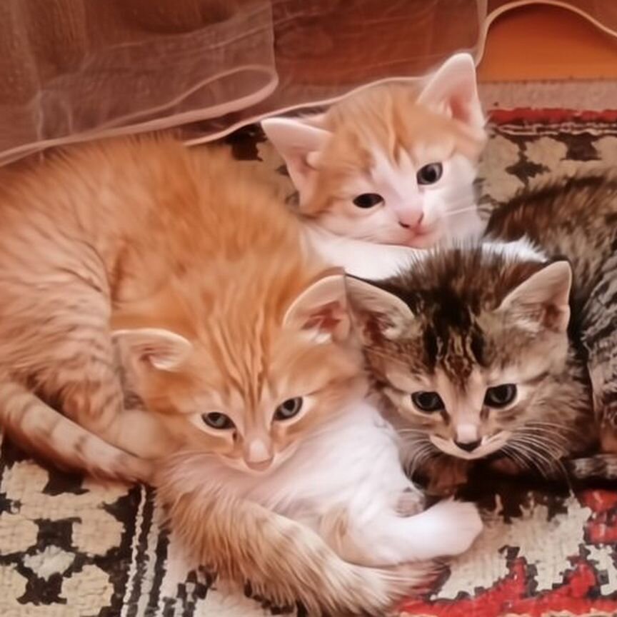 Котёнок в добрые руки